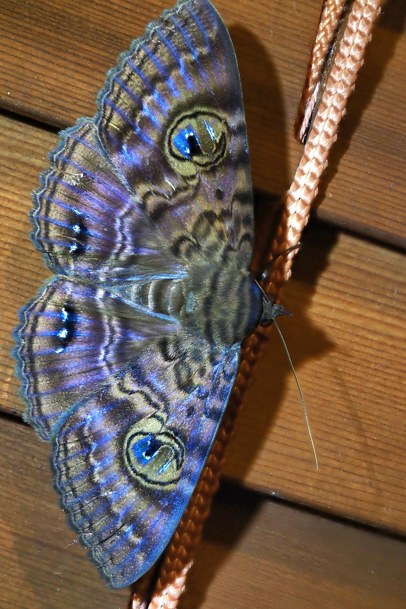 Grannys Cloak Moth